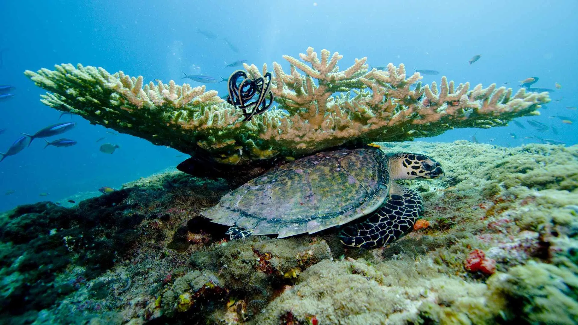 Live Cameras in the Maldives | EarthLive.TV