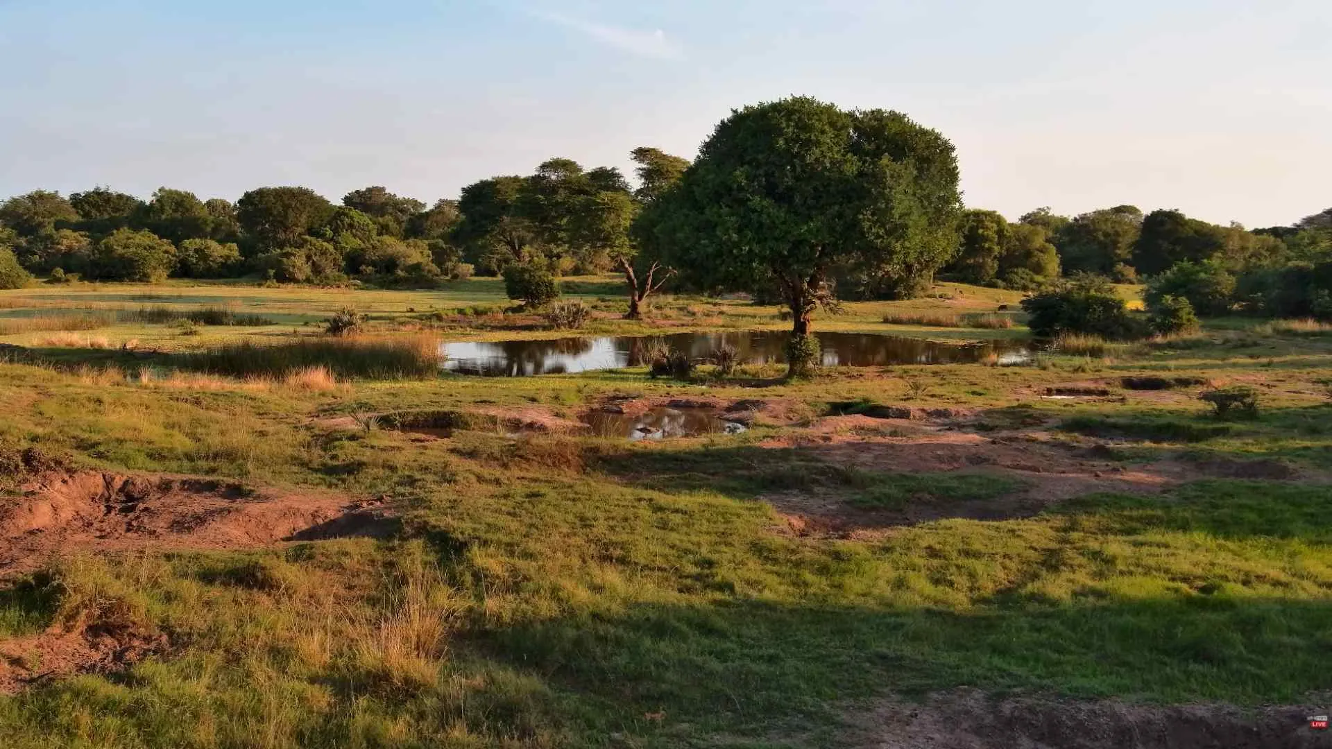Tembe Elephant Park Live Camera - KwaZulu-Natal, South Africa