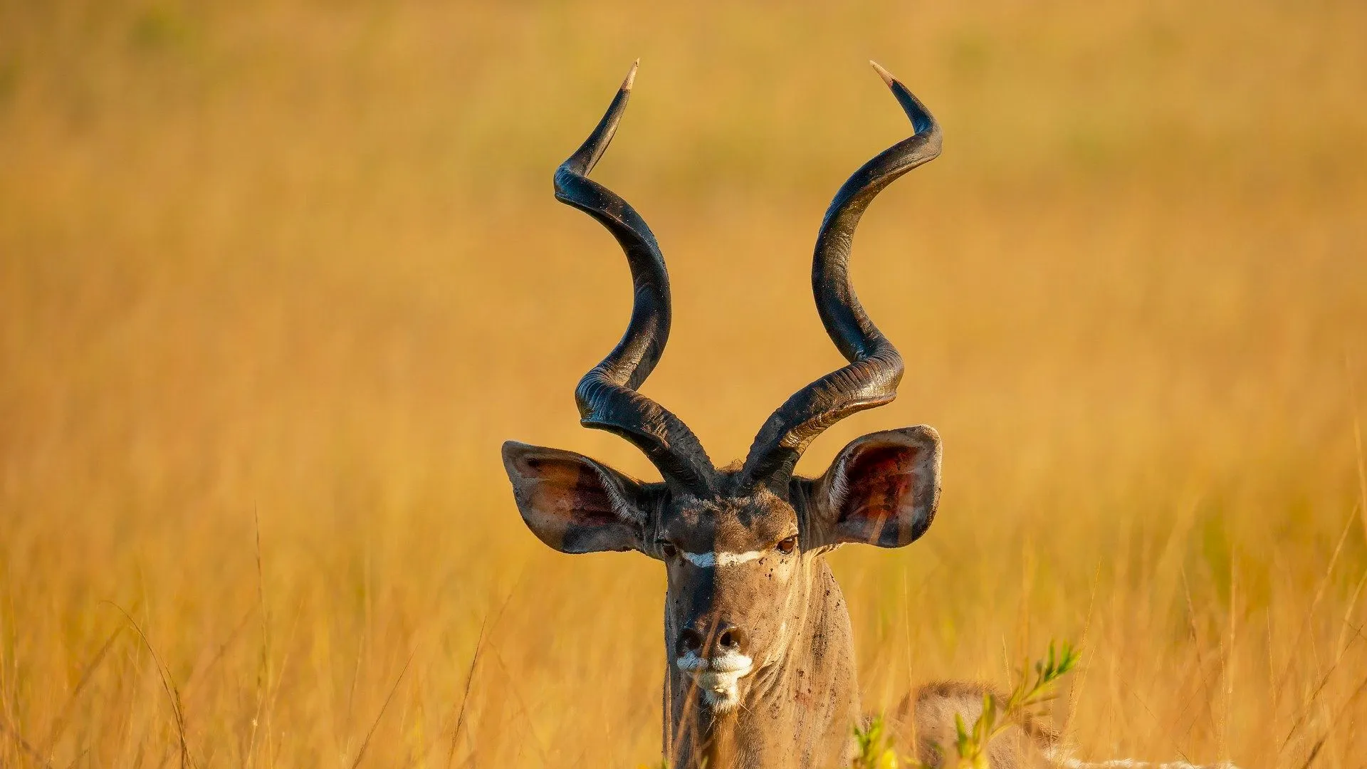 Live Wildlife Cameras Worldwide | EarthLive.TV