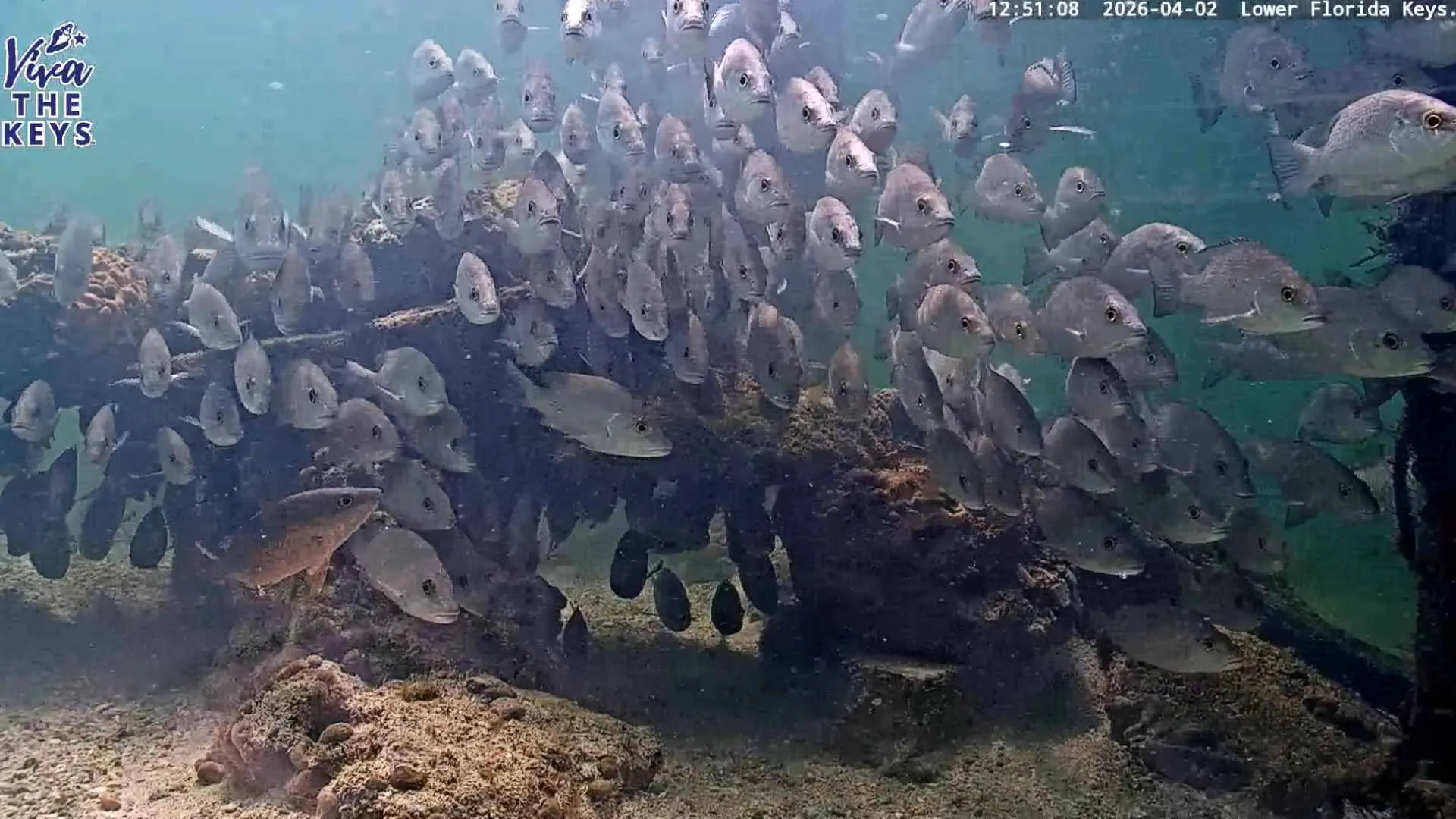Florida Lower Keys Underwater Fish Live Camera - FL, USA