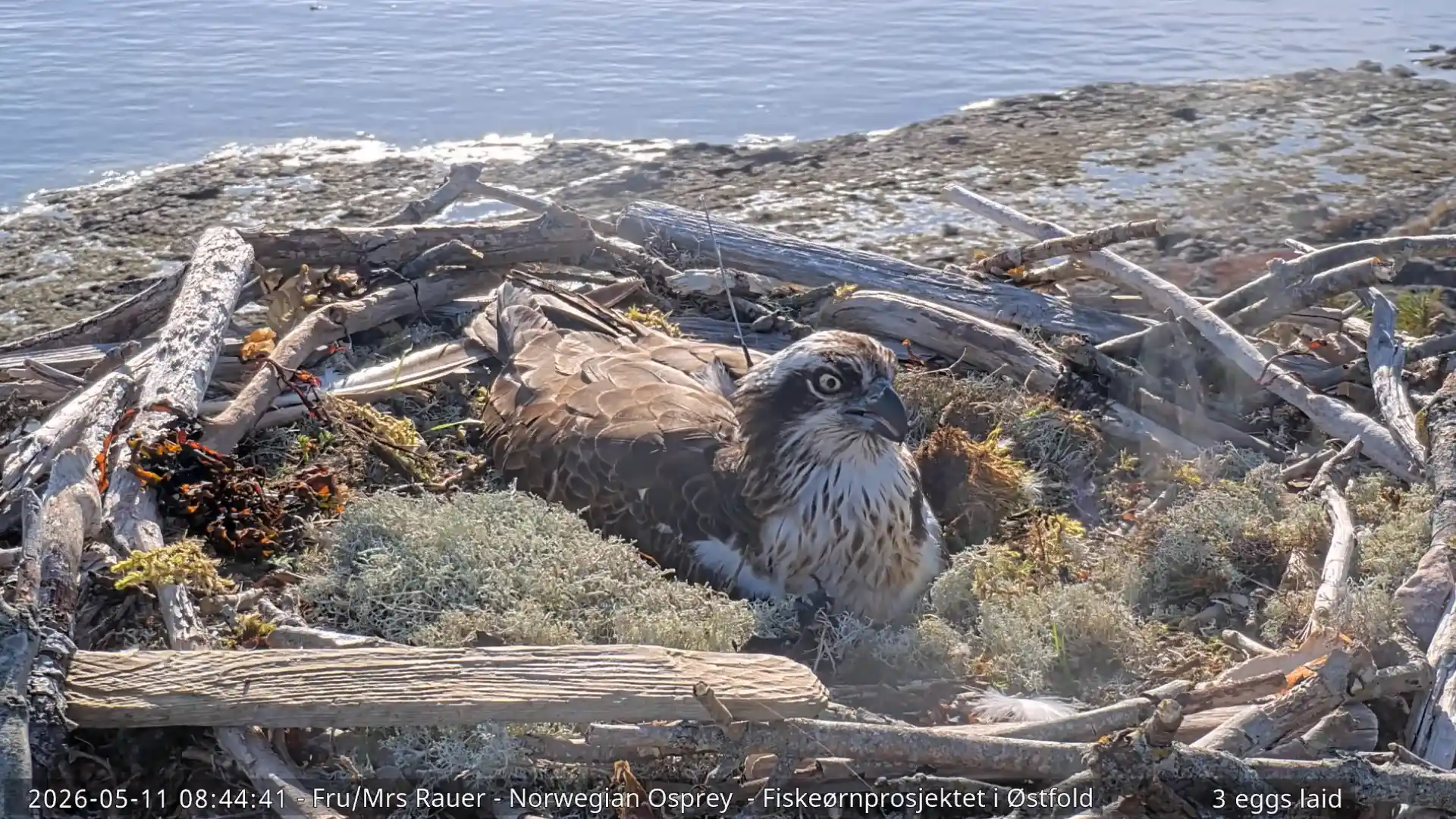 EarthLive.TV - Watch Baby Birds Hatch Live - Best Nest Webcams for Kids 🪺