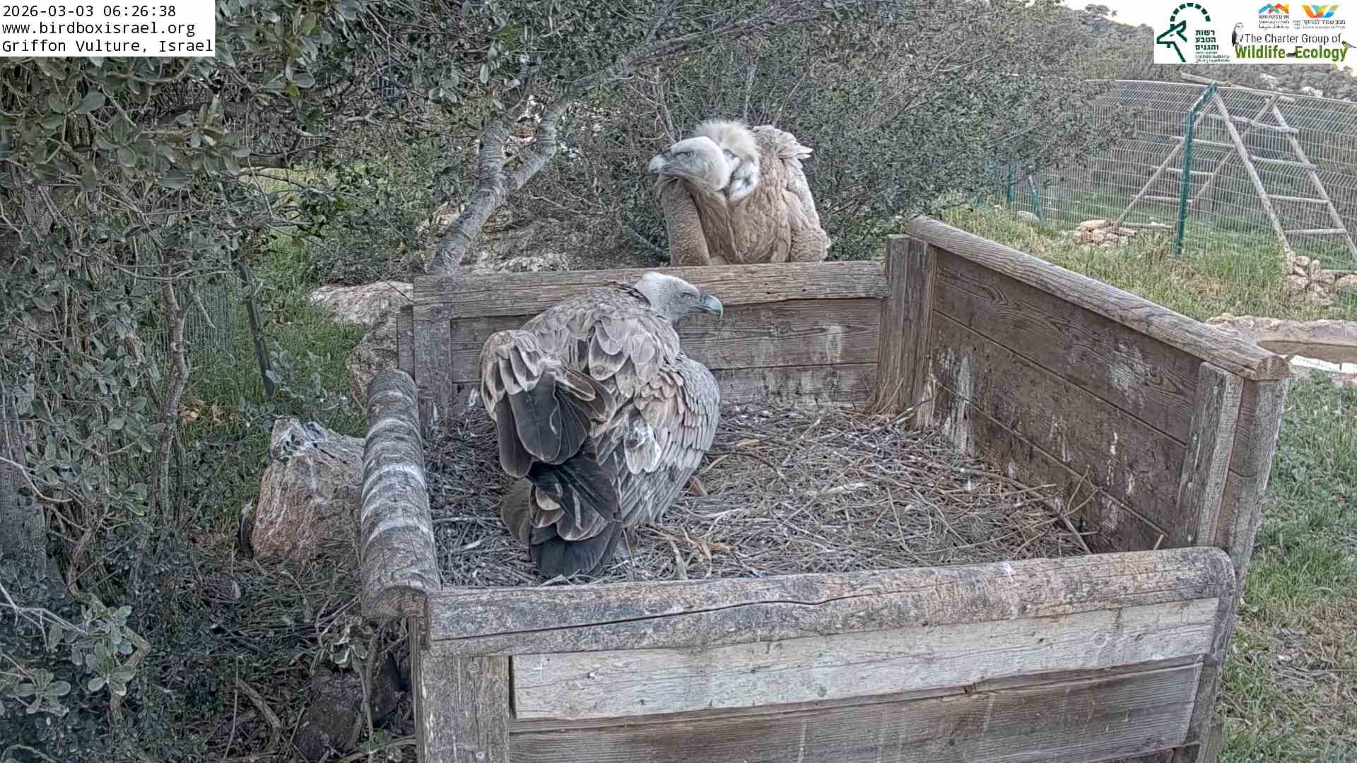 EarthLive.TV - Watch Baby Birds Hatch Live - Best Nest Webcams for Kids 🪺